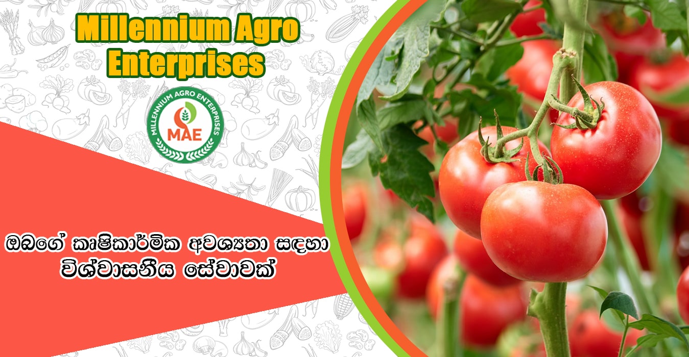 Millenniumagro | Agriculture Products in Sri Lanka – Buy Agriculture ...